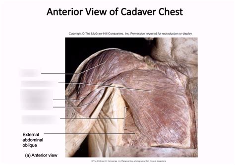 Superficial Chest Muscles Actions Innervations Diagram Quizlet