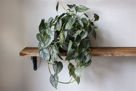 How To Grow And Care For Philodendron Brandtianum