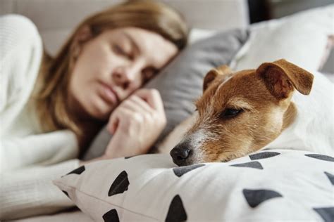 Diferentes significados de soñar con perros y teorías
