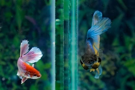 Can You Put A Male And Female Betta Together