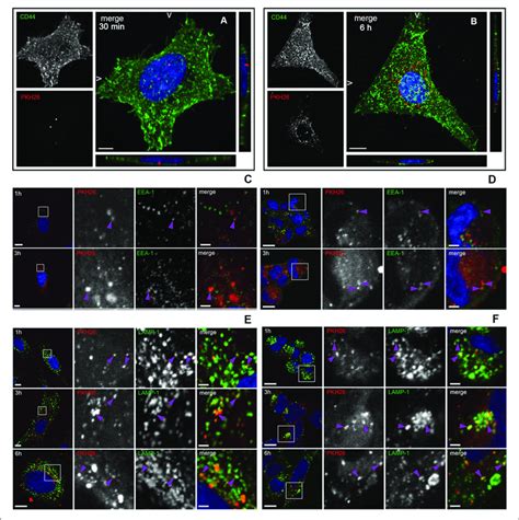 Internalization And Trafficking Of MVs Inside HeLa And HEK293 Cells