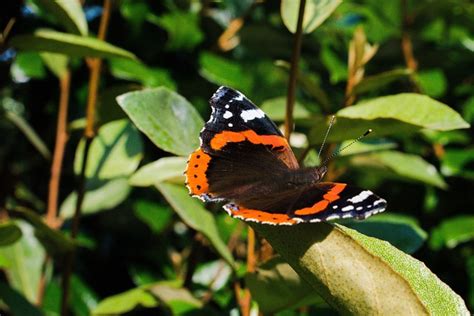 Motyl Owad Skrzydlaty Darmowe zdjęcie na Pixabay Pixabay