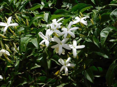 16 Plantas Trepadoras Con Flor Que Son Bonitas Olorosas Y Embellecen