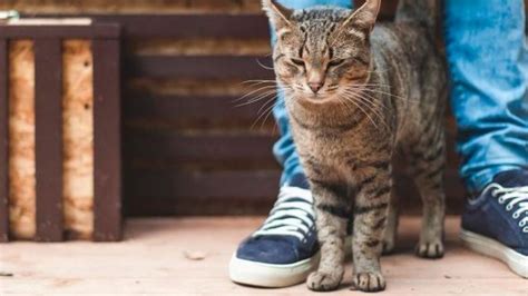 Por qué mi gato me sigue a todas partes El Diario de Carlos Paz