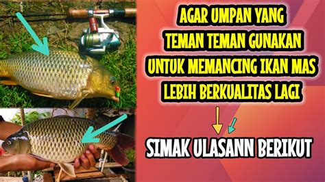Super Gacor Umpan Ikan Mas Cuaca Panas Dan Dingin HalimAbdulChannel