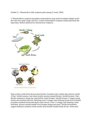 32806597 Metamorfosis Kupu PDF
