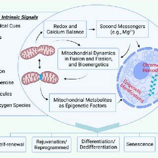 Mitochondrial Regulation Of Stem Cell Homeostasis And Aging Regulation