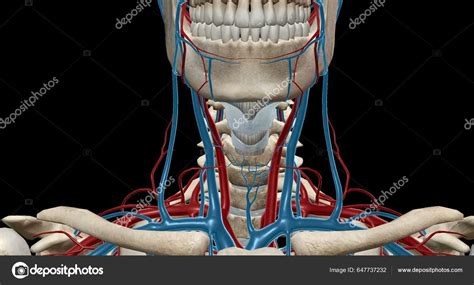 Vena Yugular Interna Encuentra Lateral Superficial Arteria Carótida