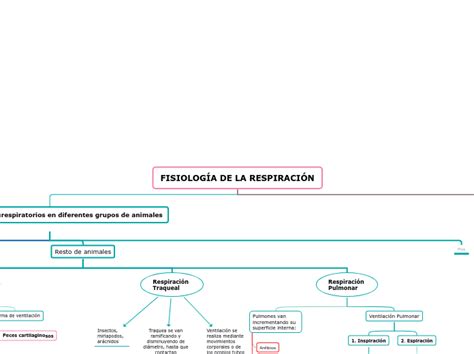 FISIOLOGÍA DE LA RESPIRACIÓN Mind Map