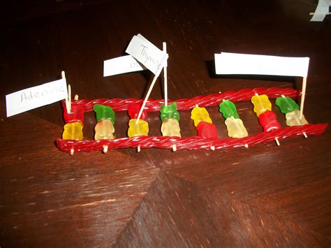 Como Hacer Maquetas COMO HACER UNA MAQUETA DEL ADN UTLIZANDO DULCES