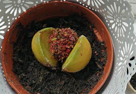 Comment Faire Pousser Un Avocat Partir D Un Noyau