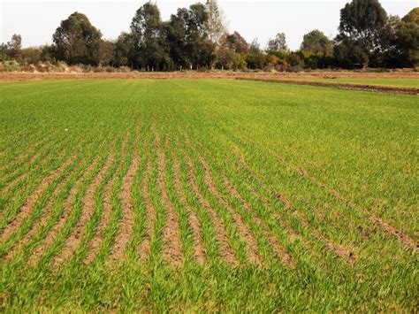 Comenz Siembra De Trigo En El Valle De Mexicali Secretar A De