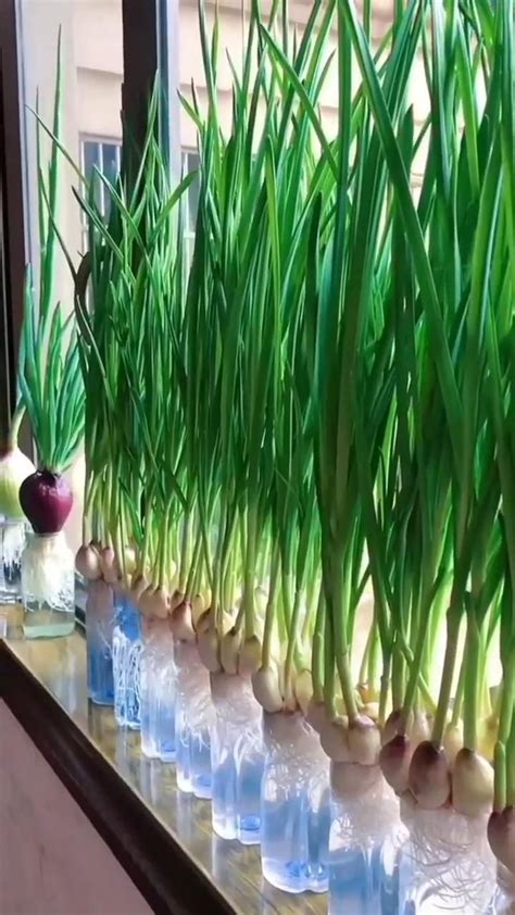 Folhas De Alho Servem Como Tempero Hortas Pequenas Jardinagem Para