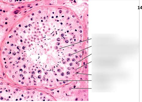 Lab Unit 3 Atlas Testis Histology 1 3 Diagram Quizlet