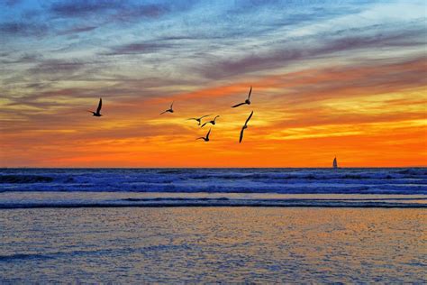 Seagulls In Flight In Oceanside Sunrise Beach Sunset Oceanside