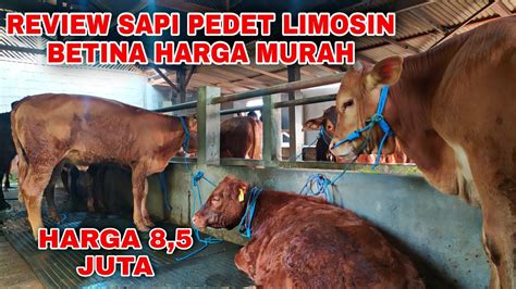 Sapi Pedet Limosin Betina Harga 8 5 Juta Dan Harga 10 5 Juta YouTube