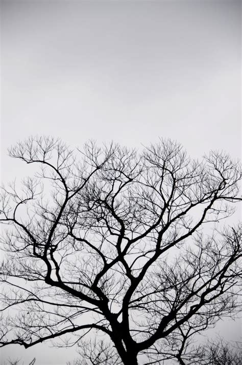 Banco de imagens árvore ramo silhueta inverno pássaro Preto e