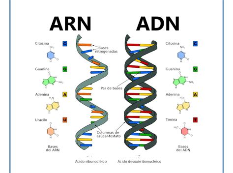 Indica Las Semejanzas Y Diferencias Entre El ADN Y El ARN Dudalia