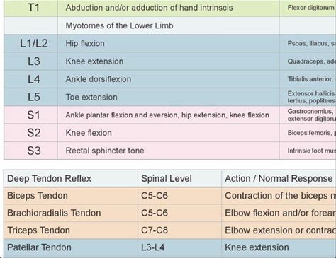 Dermatomes Myotomes And Dtr Poster X Chiropractic Medical Chart