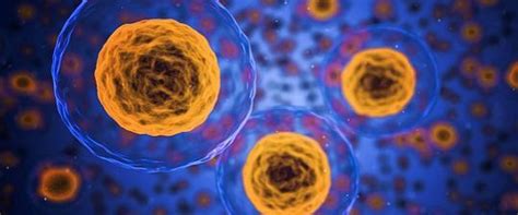 Difference Between T Cells And B Cells With Comparison Chart And