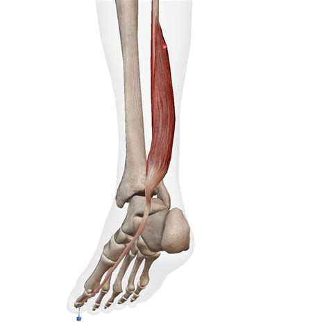 Flexor Hallucis Longus Muscle