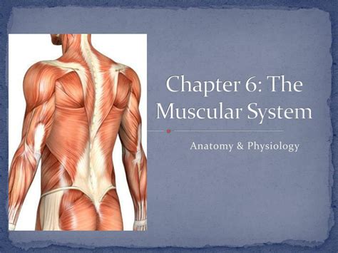 Chapter 6 The Muscular System Canvas Valley