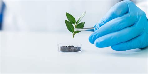 Biotecnologia na agricultura e o futuro do agronegócio