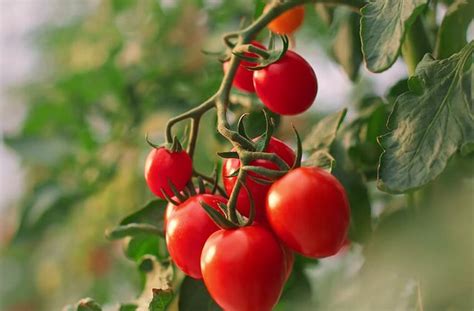 So Lassen Sich Tomaten Ganz Einfach Selbst Anbauen Der Beste Zeitpunkt