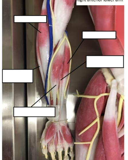Right Anterior Lower Arm Diagram Quizlet