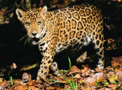 Cusco Jaguar tapir y la increíble fauna que habita el Bajo Urubamba
