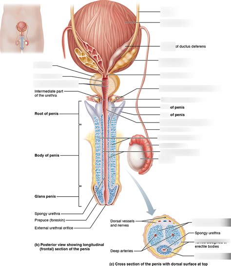 Reproductive System Penis Diagram Quizlet
