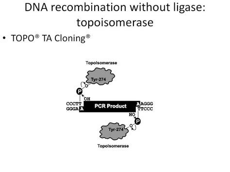 Pdf Topo Ta Cloning Cloning In Streptomycetes Cloning In