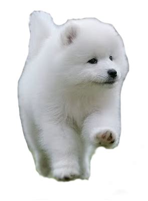Perro Samoyedo Png