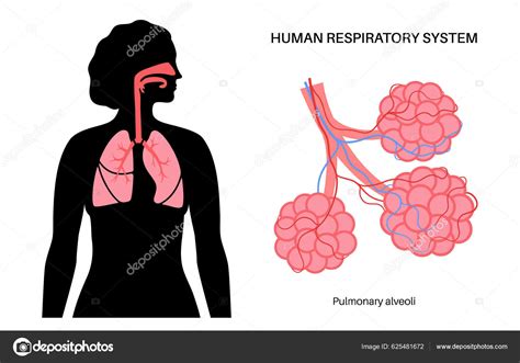 Cartel Anatómico Del Sistema Respiratorio Humano Pulmones Bronquiolos
