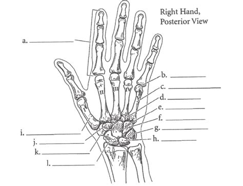 Hand Bone Labeling Diagram Quizlet