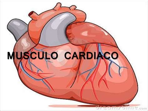 MÚSCULOS ESQUELÉTICO CARDIACO Y LISO Mind Map