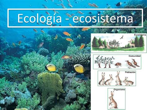 PPT Ecología ecosistema PowerPoint Presentation free download ID