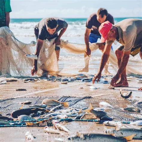 Conhe A Mais Sobre A Famosa Pesca Artesanal Da Tainha Pousada Morada