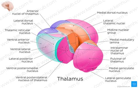 Diagram Pictures Thalamic Nuclei Anatomy Kenhub