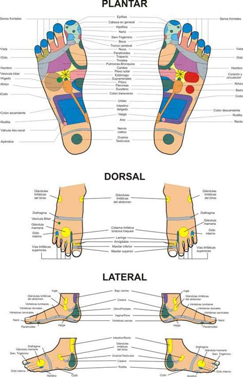Reflexología podal un enfoque desde la fisioterapia