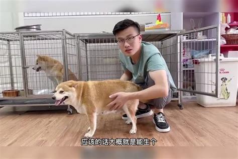 怀孕天的柴犬主人刚抱怀里就开心的合不拢嘴猜猜能生几只 刚抱 开心 主人