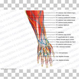 Nerve Hand Muscle Nervous System Human Anatomy Png Clipart Anatomy