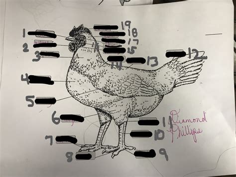 External Chicken Anatomy Diagram Quizlet