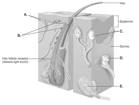The Diagram Illustrates Sensory Nerve Endings In The Skin Biology