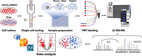 Single Cell Chemical Proteomics Sccp Interrogates The Timing And