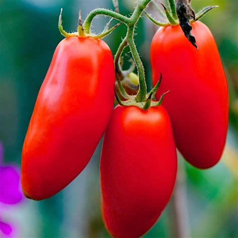 Pomidor Gruntowy Wysoki San Marzano 3 Nasiona 0 2g PlantiCo Sklep