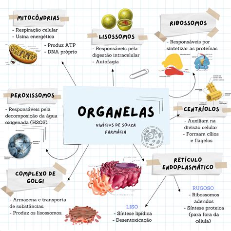 Organelas Citoplasmáticas Mapa Mental Biologia Celular e Molecular