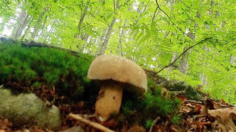Vrganji U Junu Boletus Reticulatus Okolina Sanskog Mosta Do