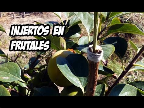 Cómo hacer injertos en árboles frutales de manera sencilla 2024 Una