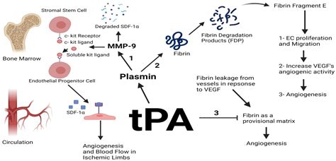 IJMS Free Full Text The PlasminogenActivator Plasmin System In